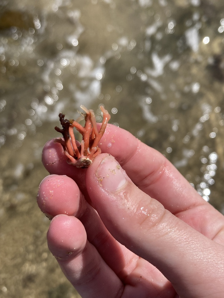 Red Beard Sponge from North Pacific Ocean, Newport Beach, CA, US on ...