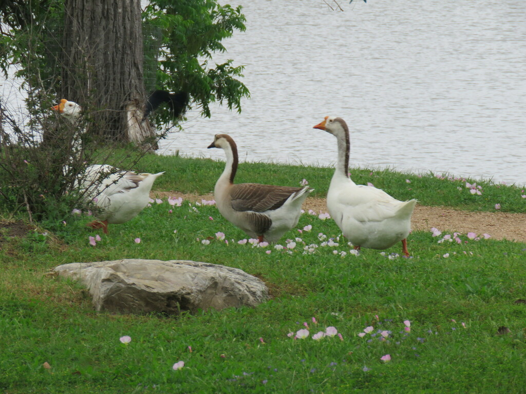 Domestic Swan Goose from Taylor, TX, USA on April 26, 2024 at 02:15 PM ...