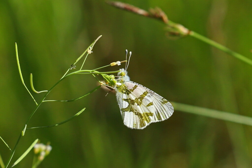 Olympia Marble in April 2024 by datrinite · iNaturalist