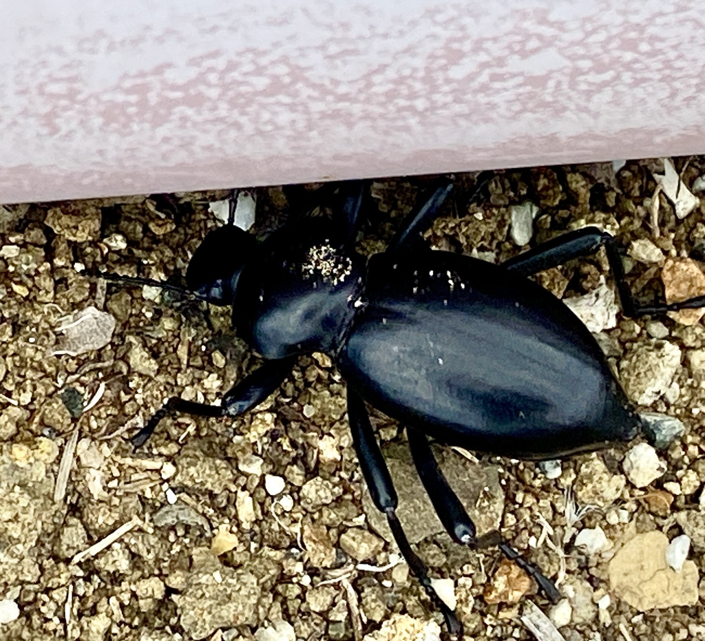 Eleodes acuticauda from Shady Canyon, Irvine, CA 92603, USA on April 26 ...