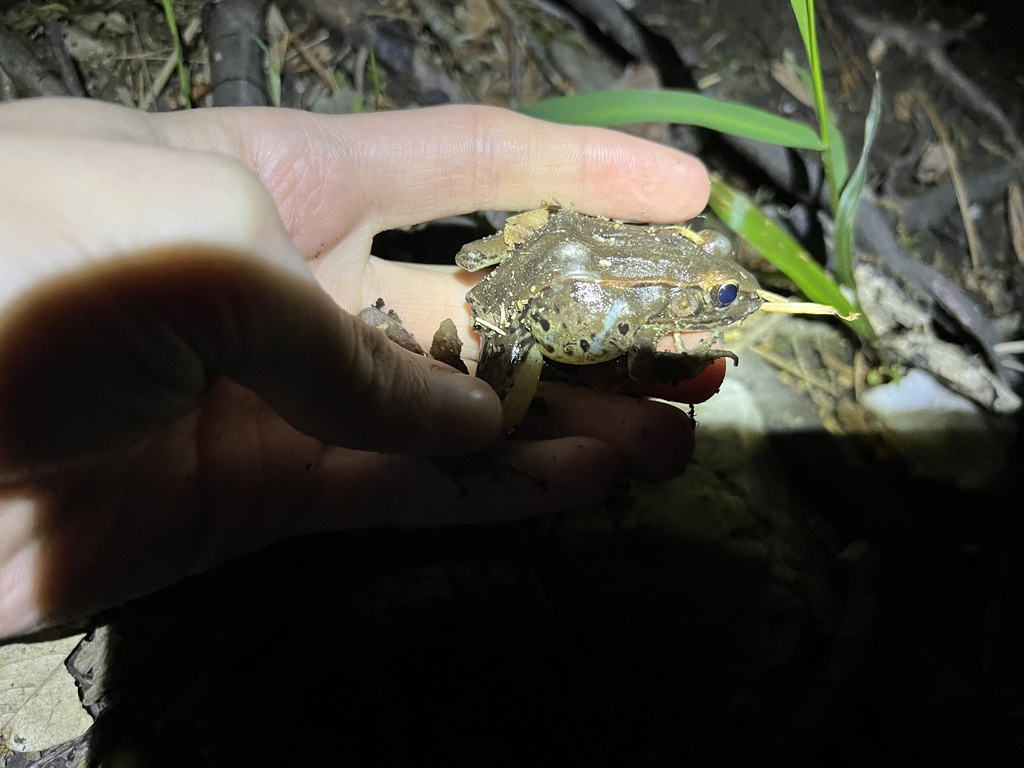 Southern Leopard Frog from Harkey Rd, Waxhaw, NC, US on April 26, 2024 ...