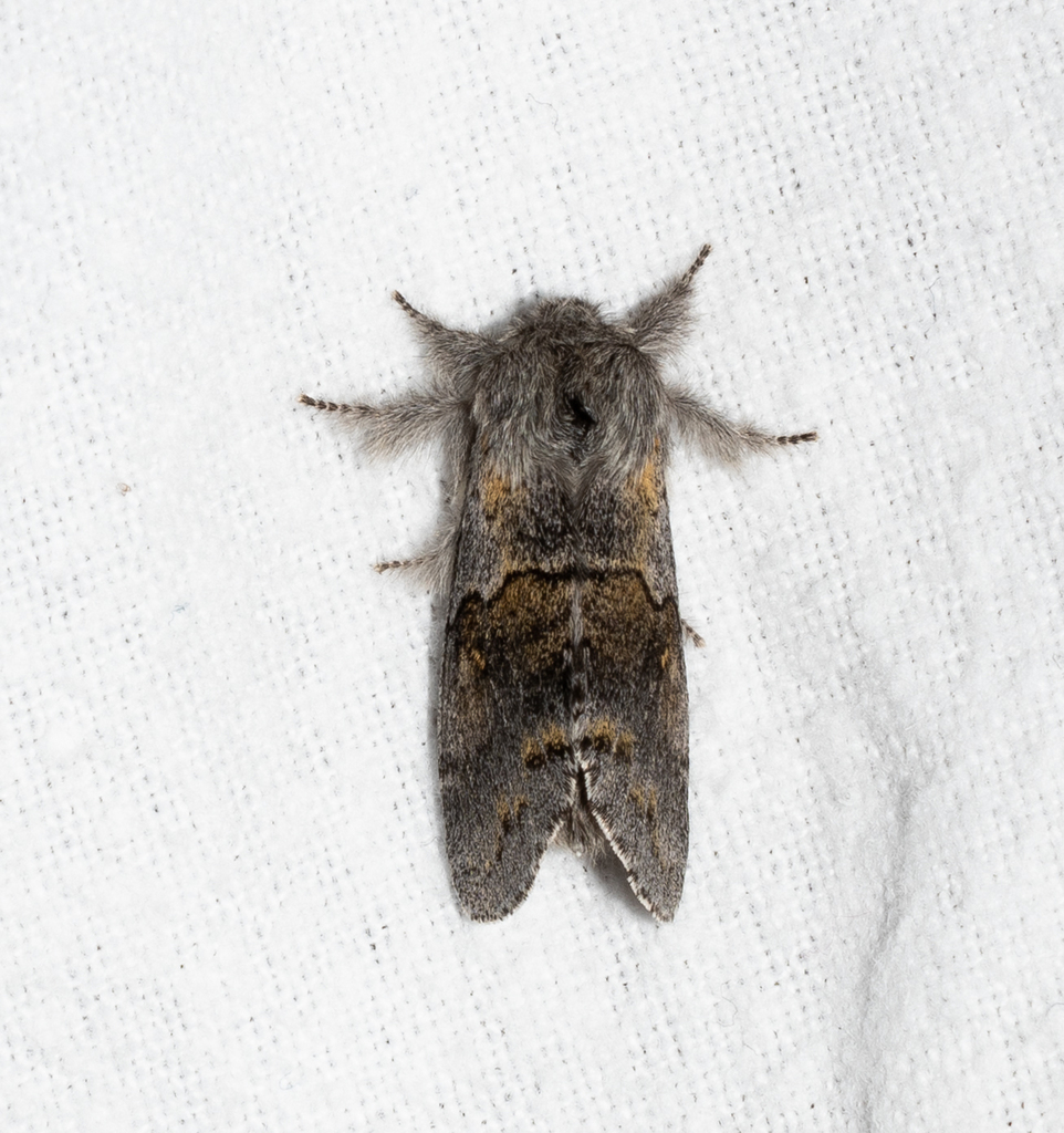 Lintner's Gluphisia Moth from Val-d'Or, QC, Canada on April 26, 2024 at ...