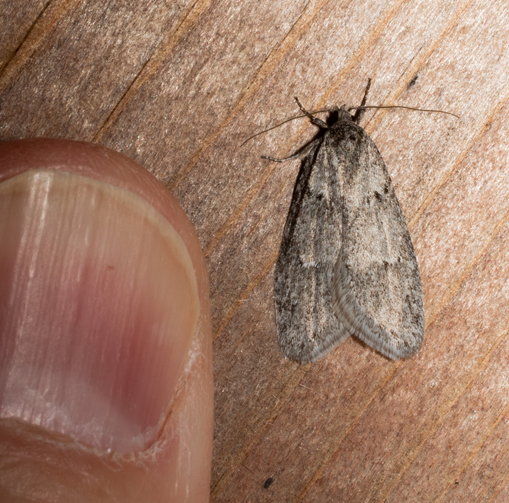 Poplar Micromoth from Val-d'Or, QC, Canada on April 26, 2024 at 09:51 ...