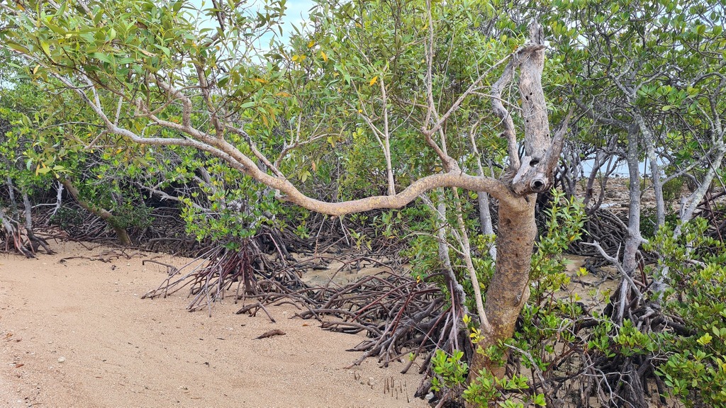 Grey Mangrove from Whitsunday, QLD, Australia on April 26, 2024 at 07: ...