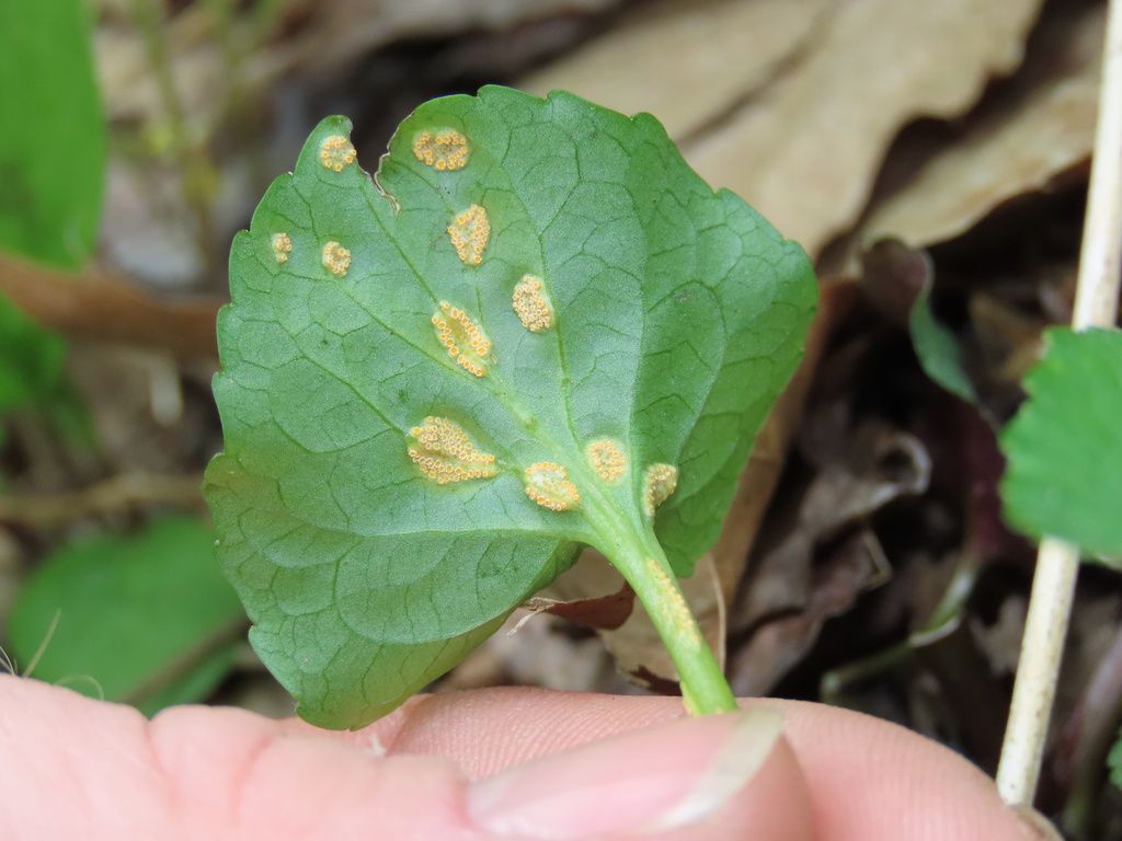 Violet Rust in April 2024 by Josh Emm · iNaturalist