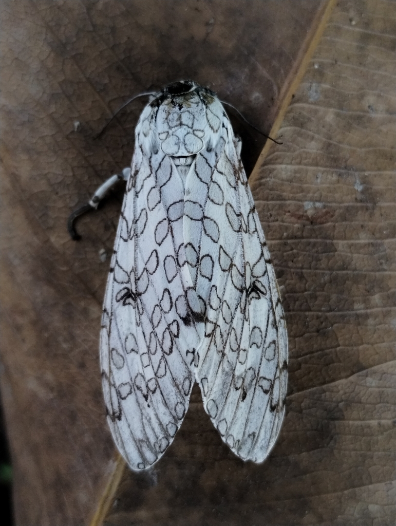 Hypercompe from Tila, 29935 Frontera Corozal, Chis., México on April 26 ...