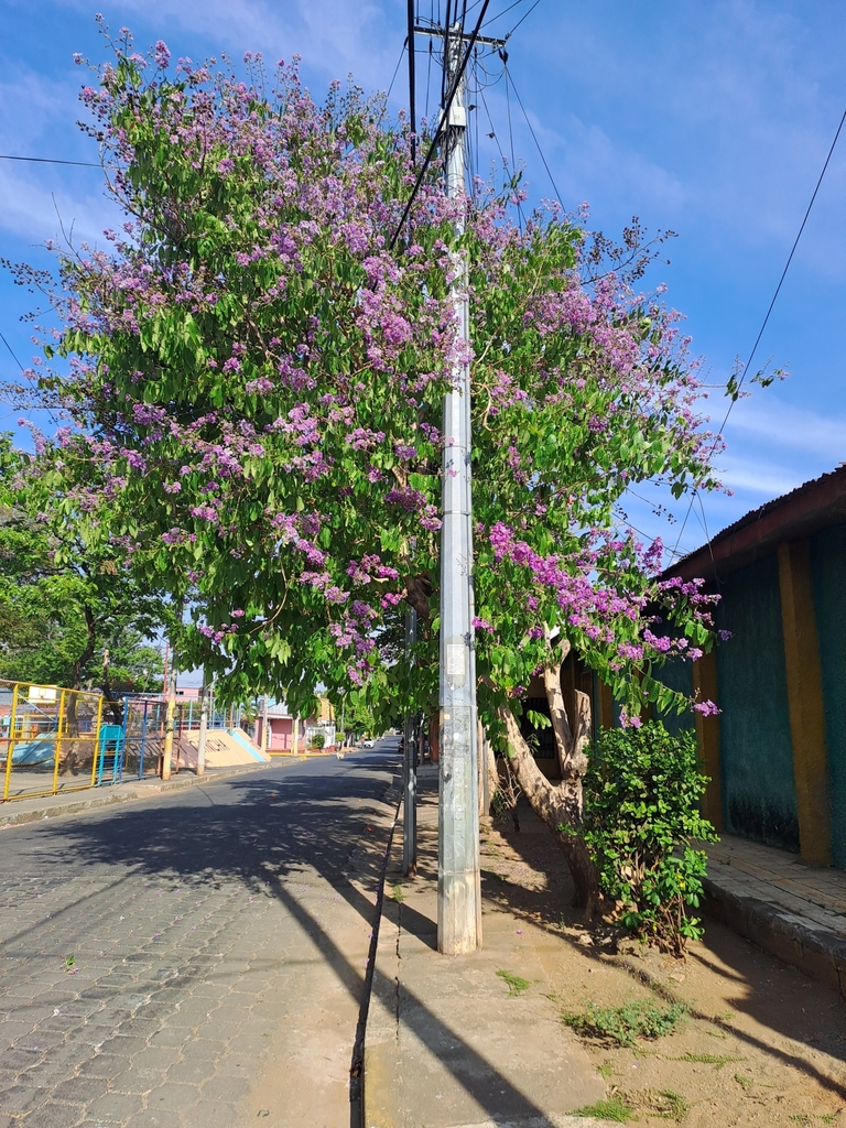 Giant Crepe-myrtle from 4PQV+4Q6 Parque Rigoberto Lopez Perez, Managua ...
