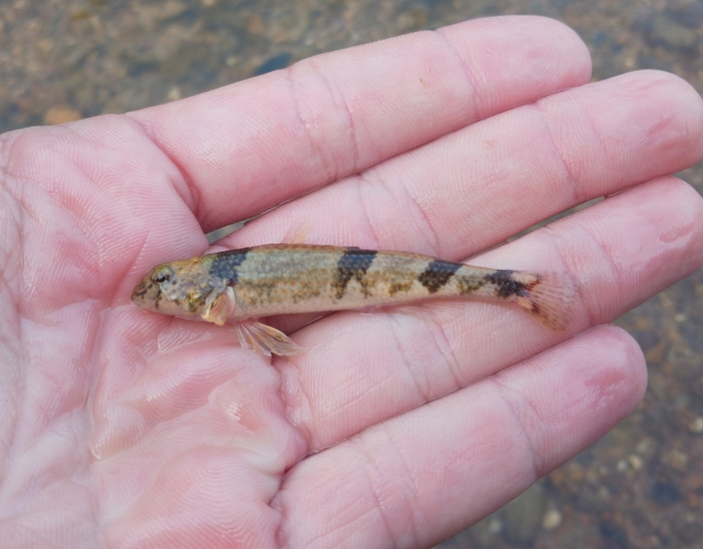 Sequatchie Darter from Kimball, TN 37347, USA on April 26, 2024 at 05: ...