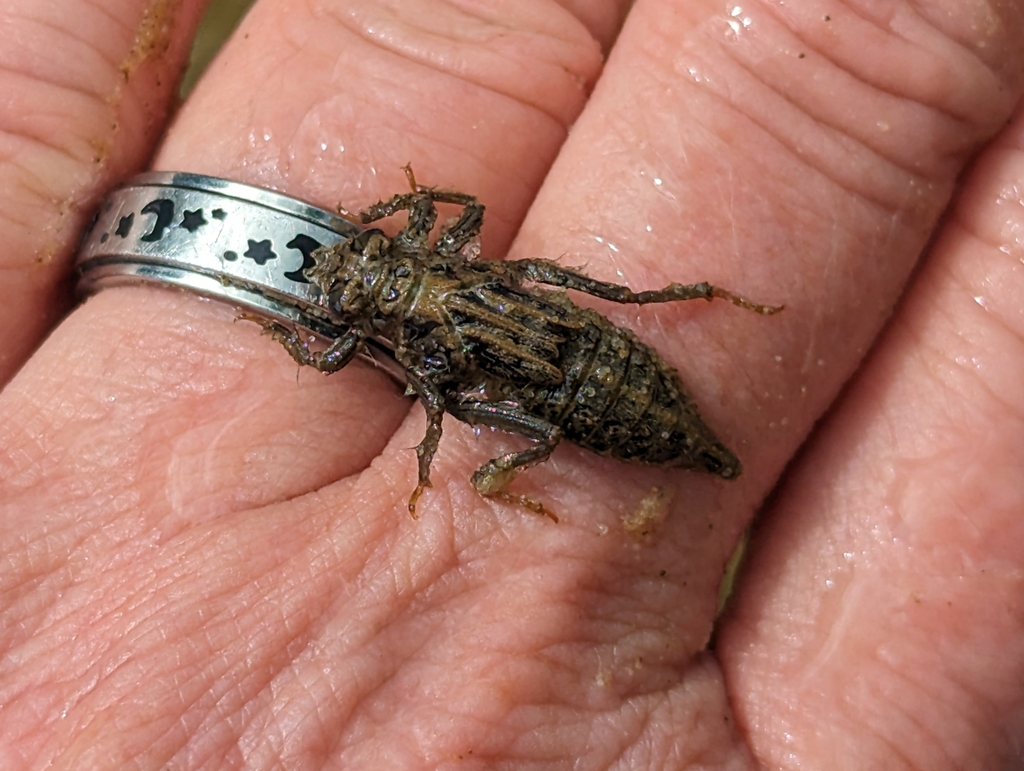 Dragonflies in April 2024 by naturegal64. In the water at river's edge ...