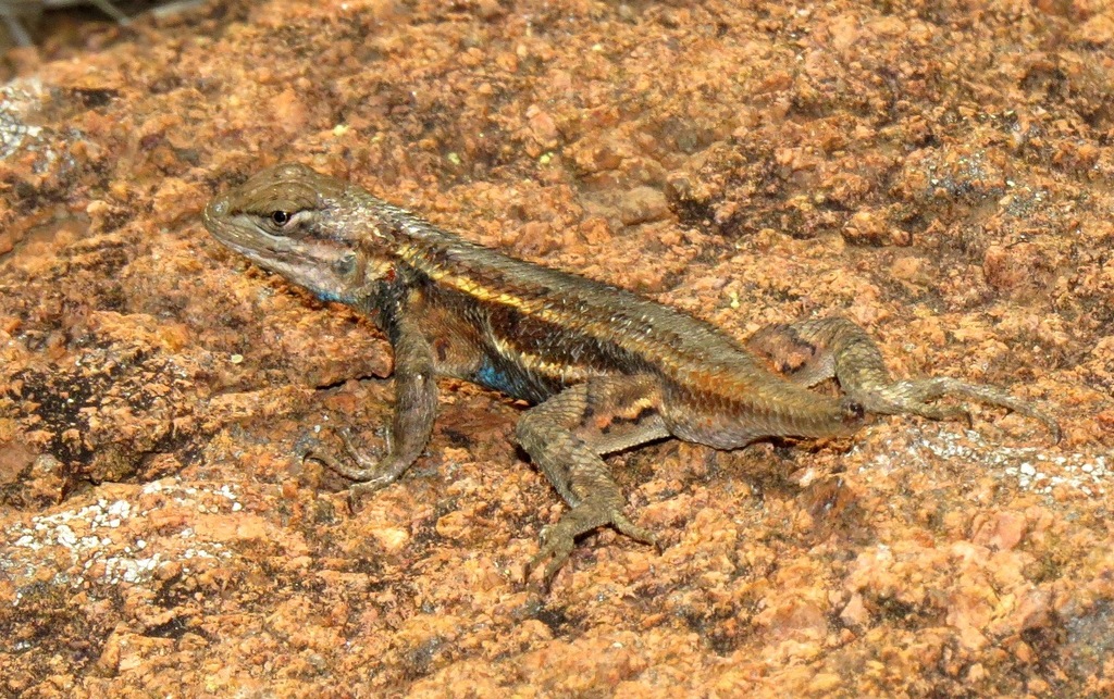 Eastern Fence Lizard (Gulf Islands National Seashore Reptiles ...