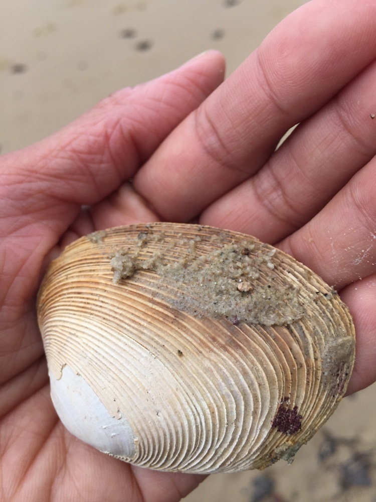 Tapestry shell from Coral Sea, Tin Can Bay, QLD, AU on April 27, 2024 ...
