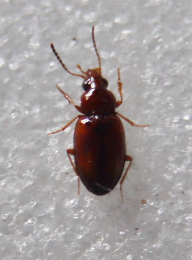 Elaphropus from Inyo County, CA, USA on April 19, 2024 at 02:53 PM by ...