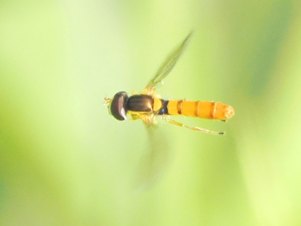 Sphaerophoria macrogaster from Brisbane QLD, Australia on April 26 ...