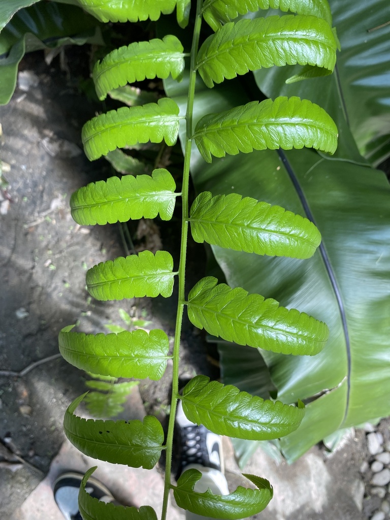 Vegetable Fern from Pa Yup Nai, Amphoe Wang Chan, Rayong, TH on April ...