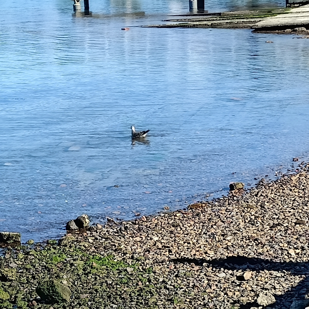 Silver Gull in April 2024 by Sam. Juvenile · iNaturalist