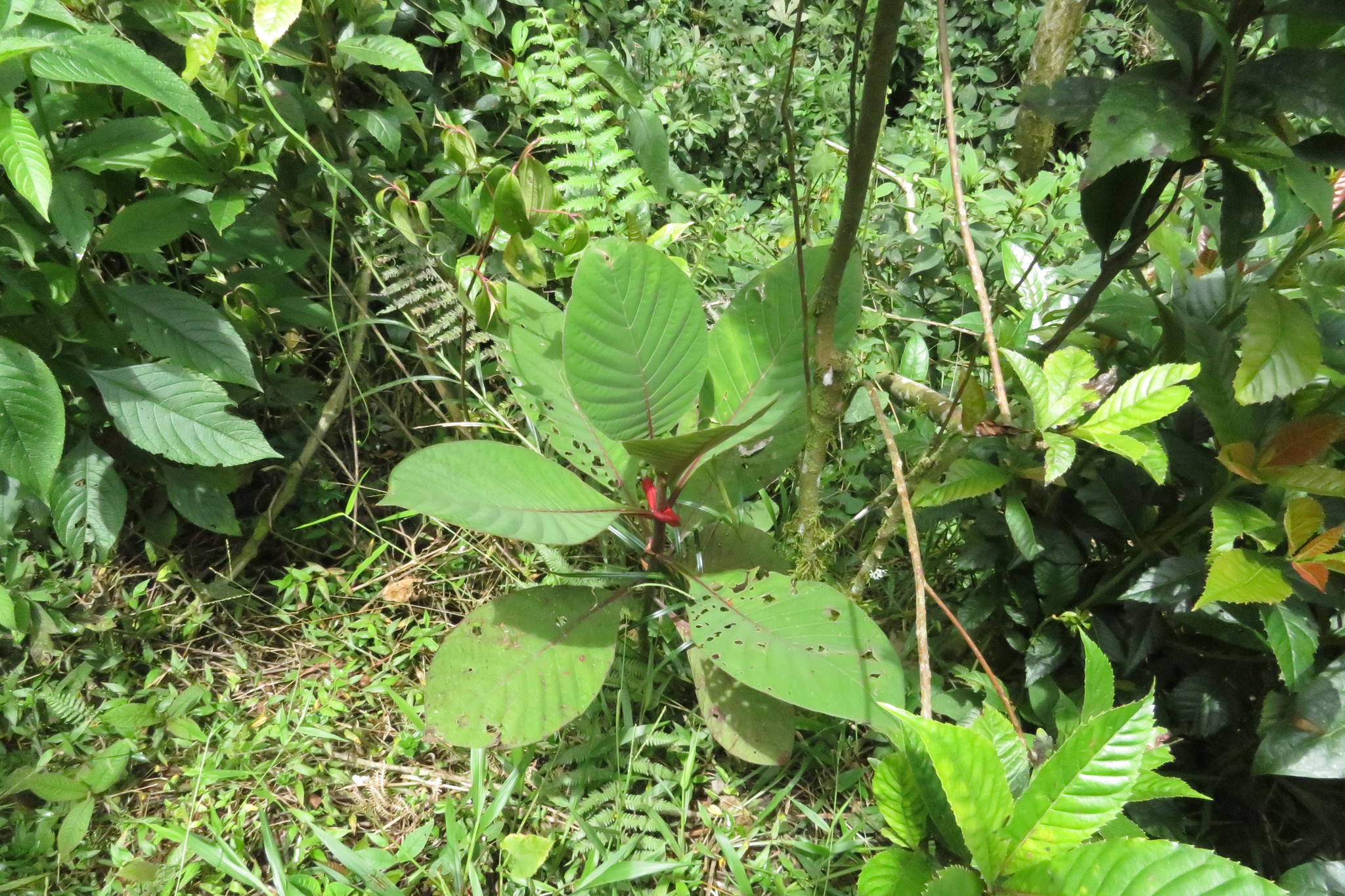 Cinchona pubescens Vahl