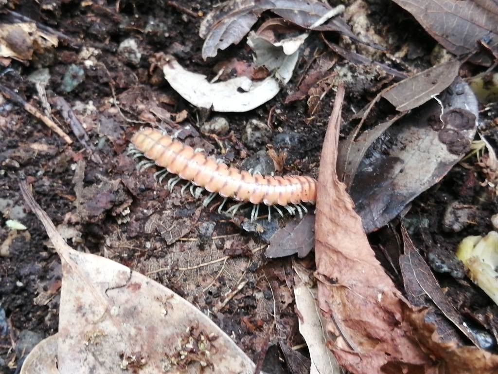 Train Millipede from 日本、〒920-0937 石川県金沢市丸の内1 on April 27, 2024 at 11:55 ...