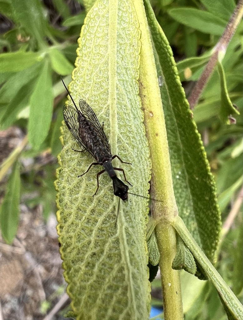 oak snakefly from Mission Trails Regional Park, San Diego, CA, US on ...
