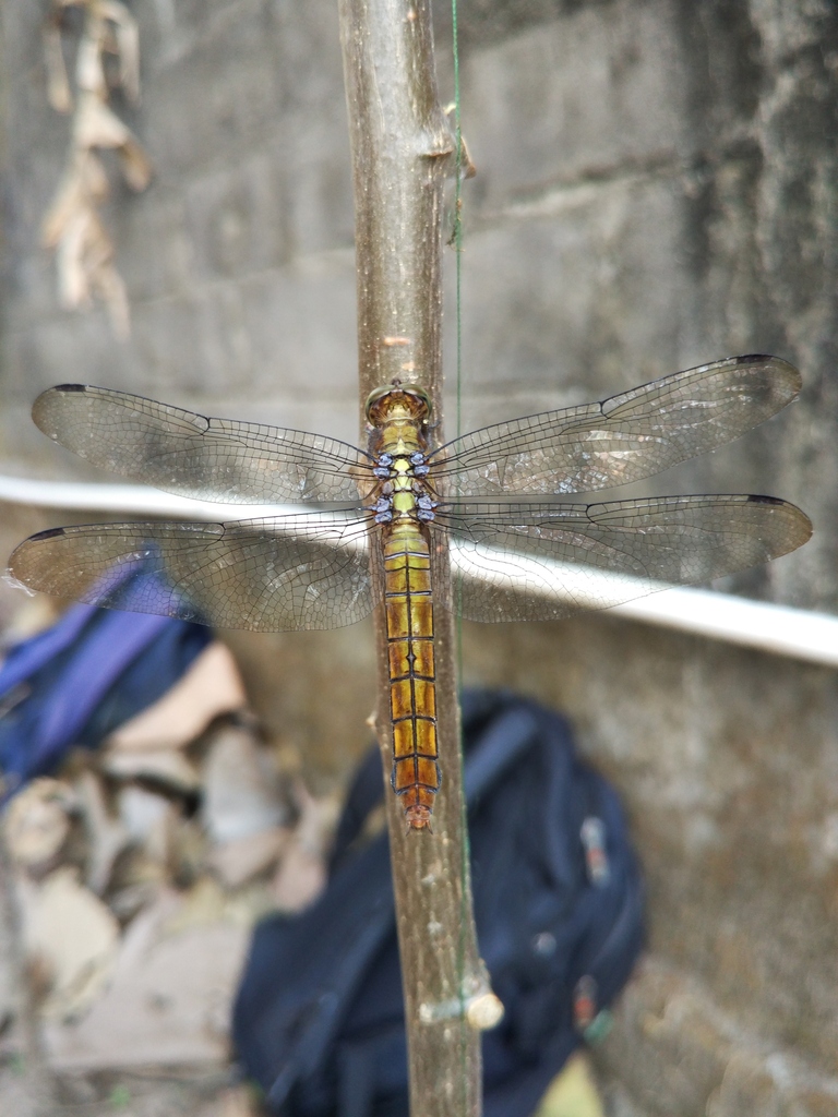 Orange Skimmer from Depok, Sleman Regency, Special Region of Yogyakarta ...