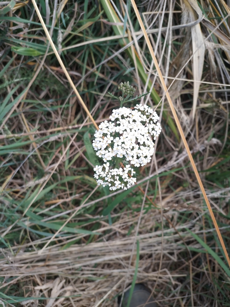 common yarrow from Heathcote Valley, Christchurch, New Zealand on April ...
