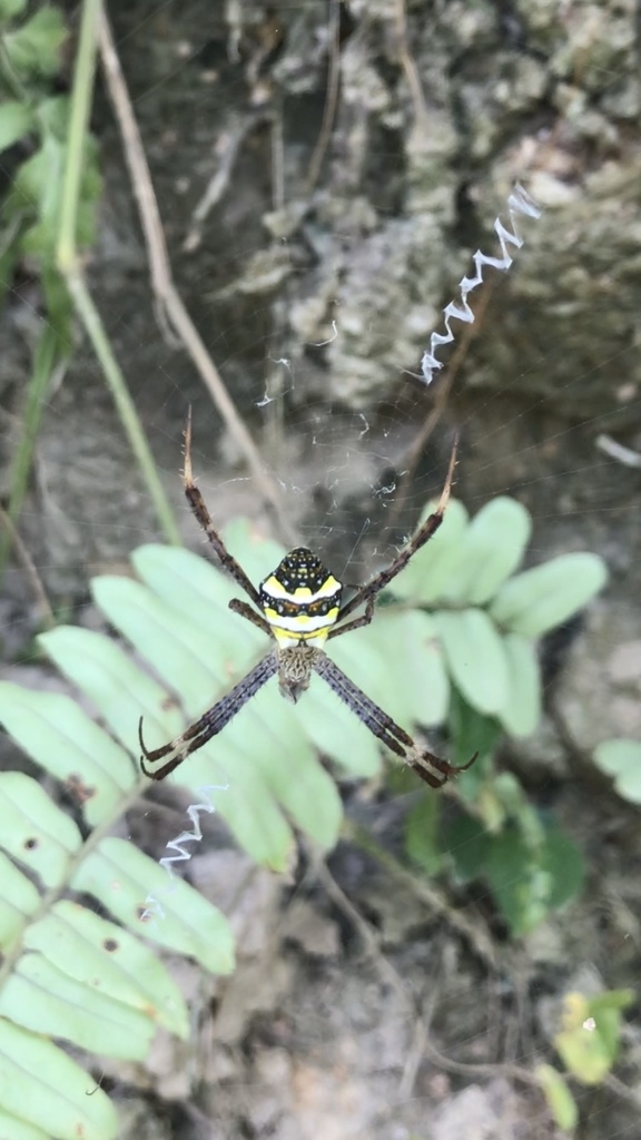Argiope intricata from Mindanao, Tagum City, Davao Del Norte, PH on ...