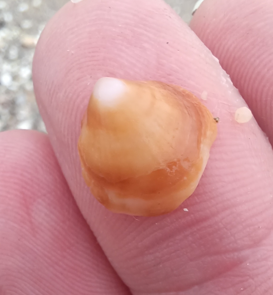 Cone-shaped Hoof Shell from Lorne VIC 3232, Australia on April 27, 2024 ...