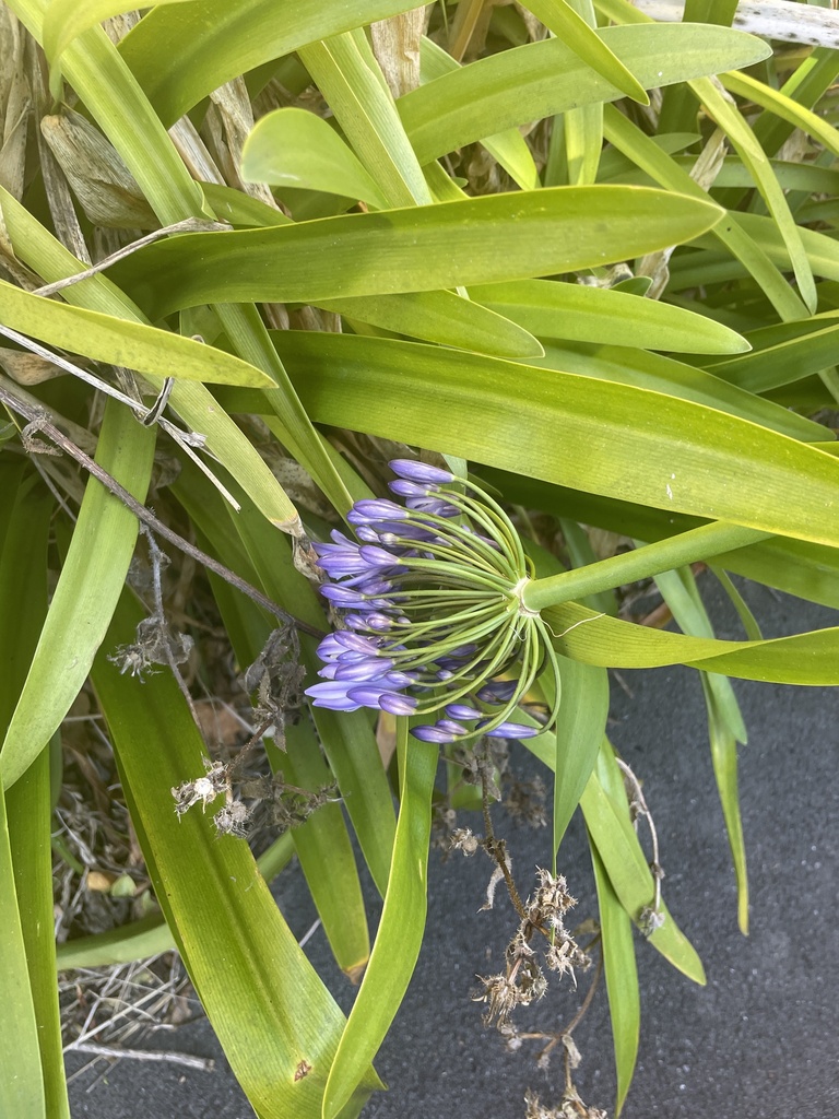 blue lily from North Island / Te Ika-a-Māui, Wellington, Wellington, NZ ...