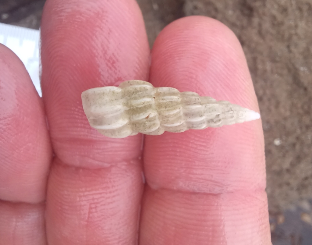 Opalia australis from Australia on April 27, 2024 at 09:24 AM by Peter ...