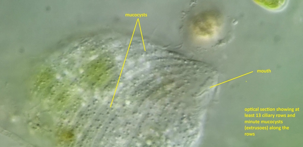 Platyophrya spumacola from Springs, NY 11937, USA on April 26, 2024 at ...