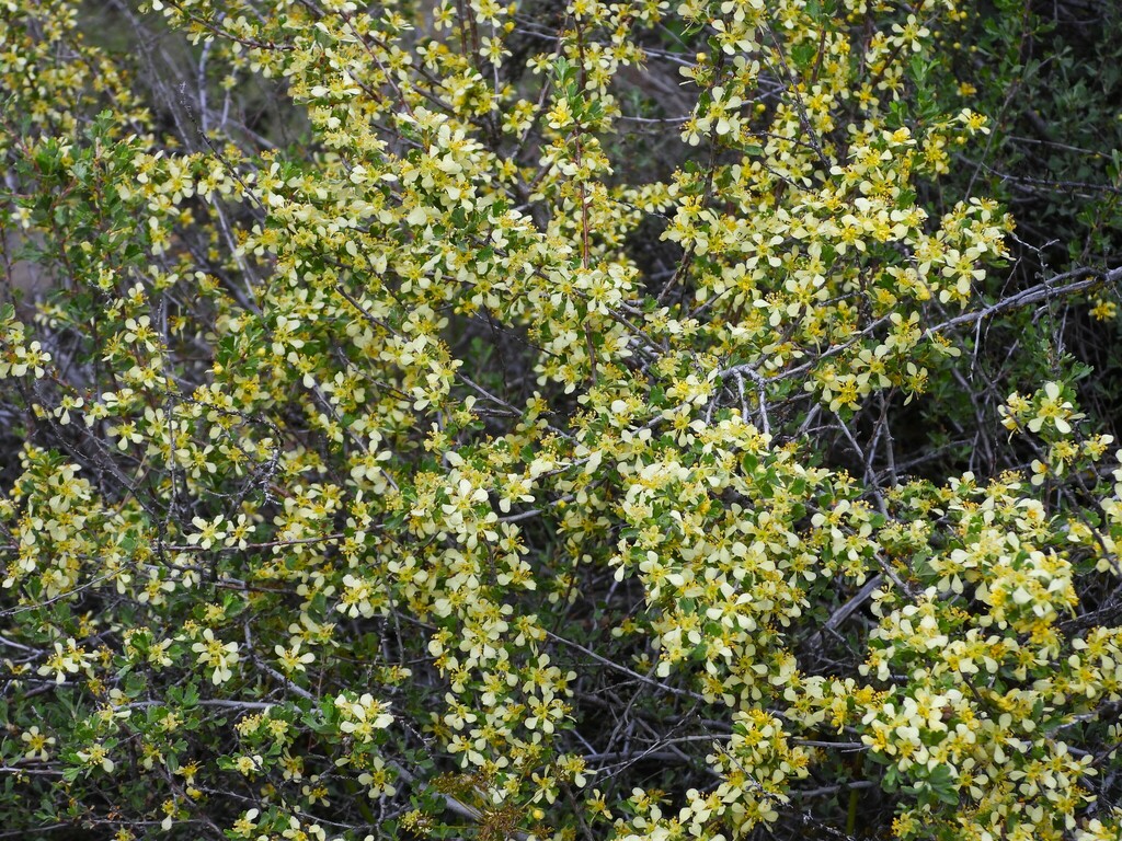 Antelope Bitterbrush from Yakima County, WA, USA on April 26, 2024 at ...