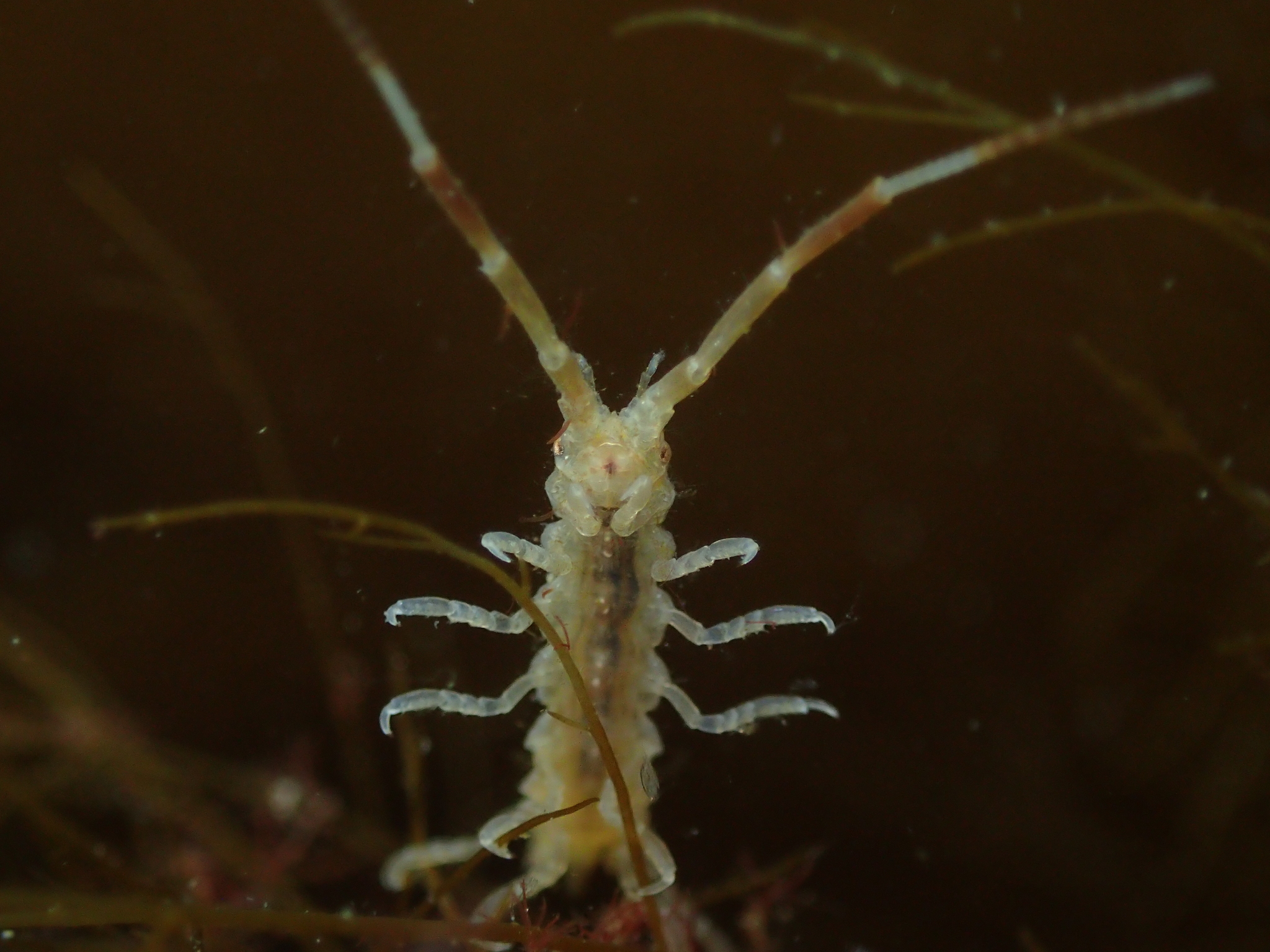 Idotea linearis (Linnaeus, 1767)