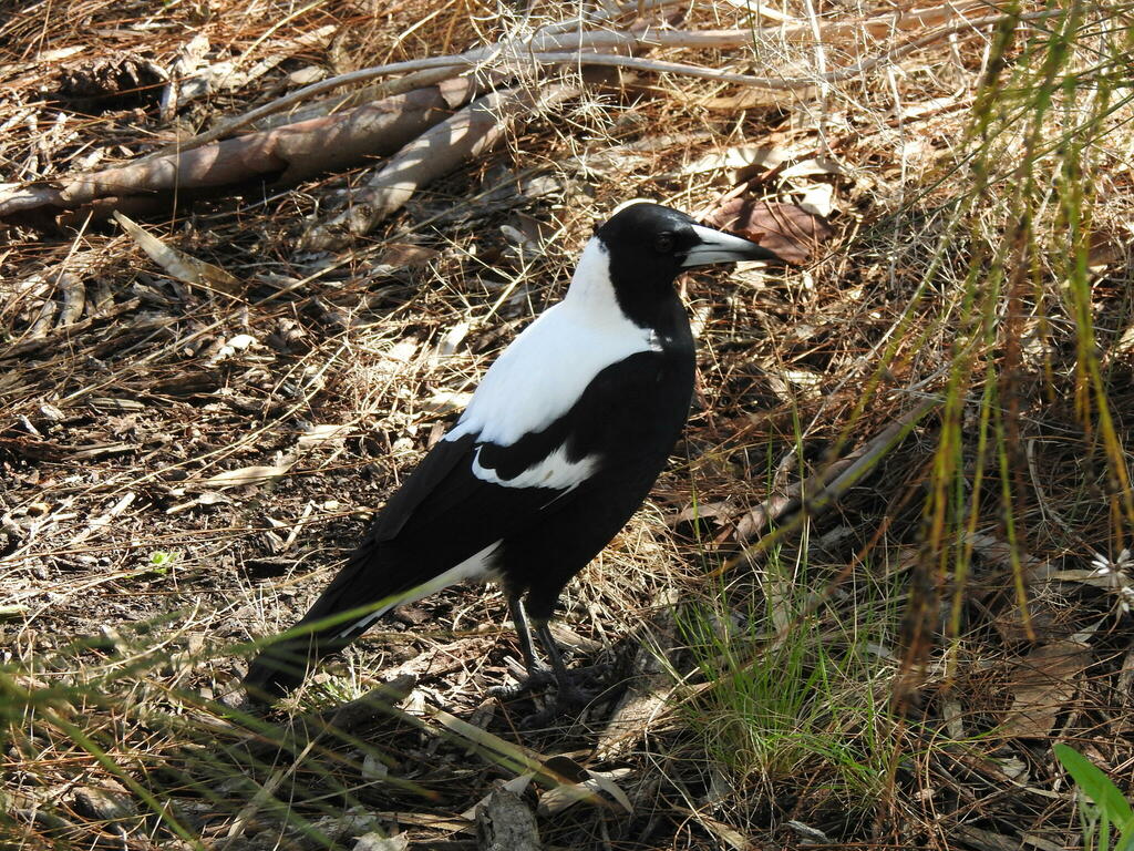 Australian Magpie from Yalukit Willam Nature Reserve, New Street ...