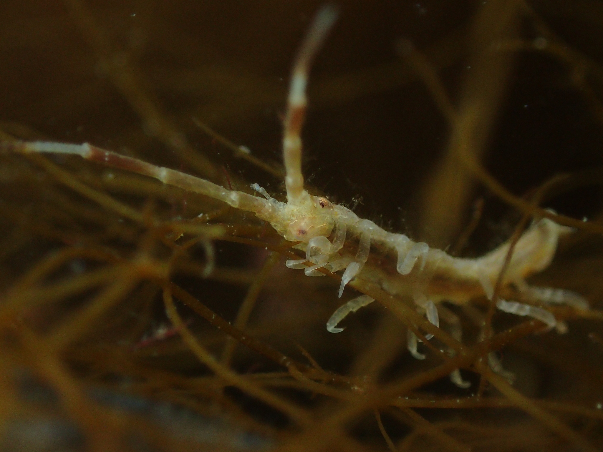 Idotea linearis (Linnaeus, 1767)