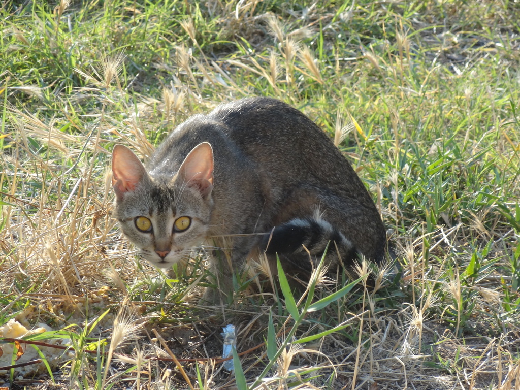 Felis catus × silvestris cafra (Hibrid mammals) · iNaturalist
