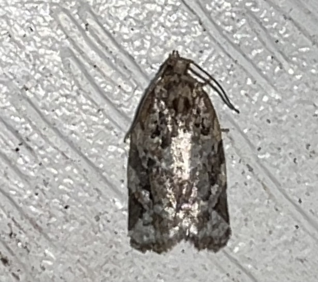 Red-banded Leafroller Moth from Westfield Rd, Seville, OH, US on April ...