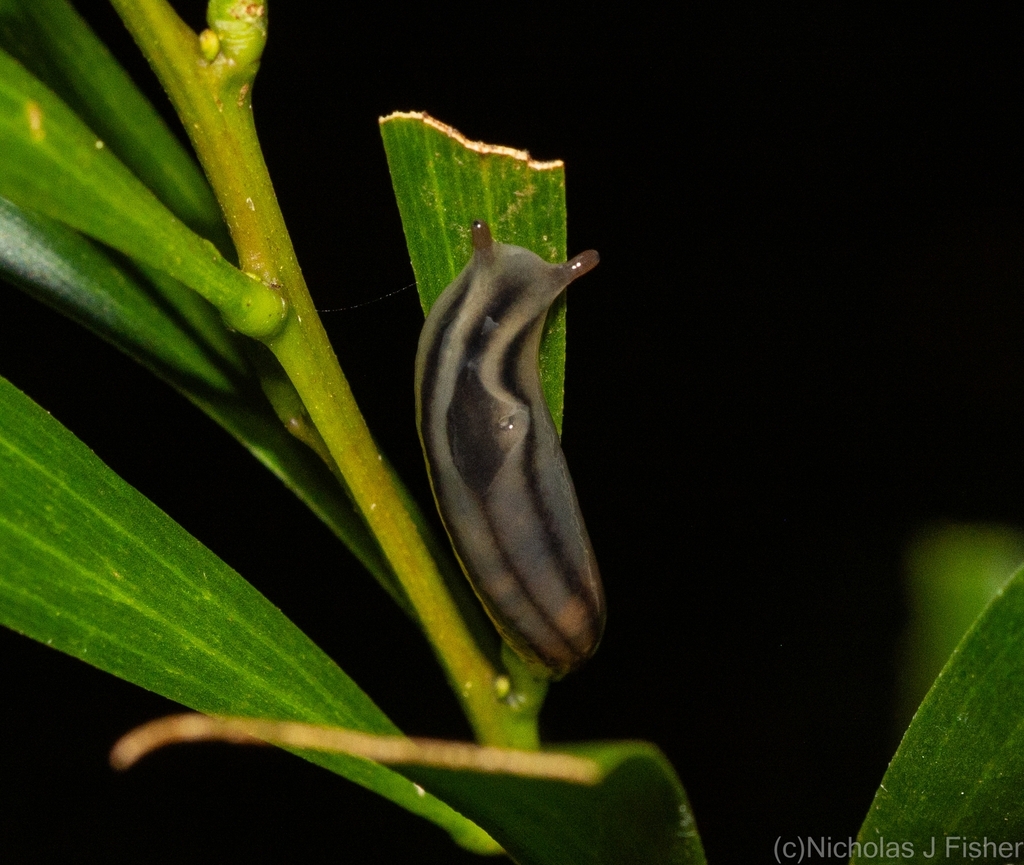 Red Triangle Slug from Tamborine Mountain QLD 4272, Australia on April ...
