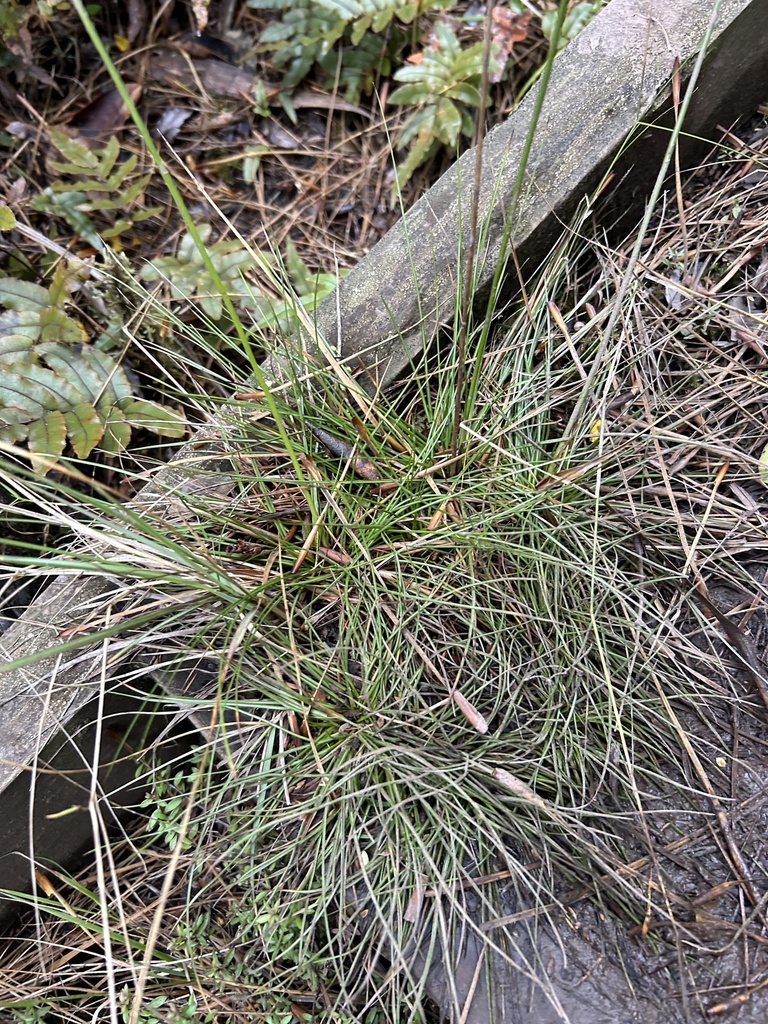 heath rush from South Island / Te Waipounamu, Dunedin, Otago, NZ on ...
