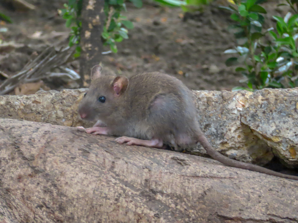 Brown Rat from Cuauhtémoc, 06500 Ciudad de México, CDMX, México on ...
