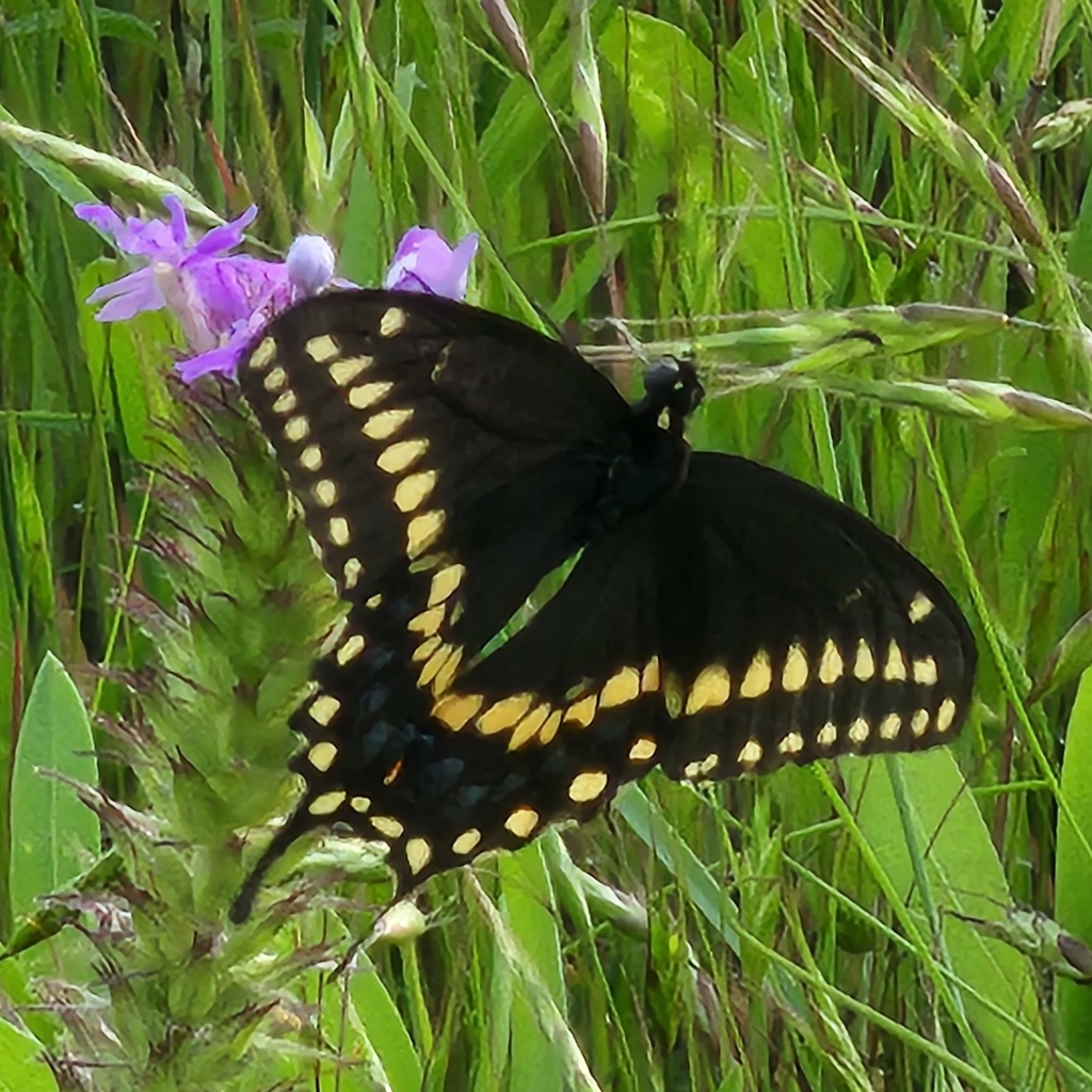 Black Swallowtail from Plano, TX 75025, USA on April 26, 2024 at 06:37 ...