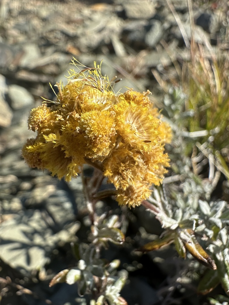 Something from Hotham Heights, VIC, AU on April 27, 2024 at 02:34 PM by ...