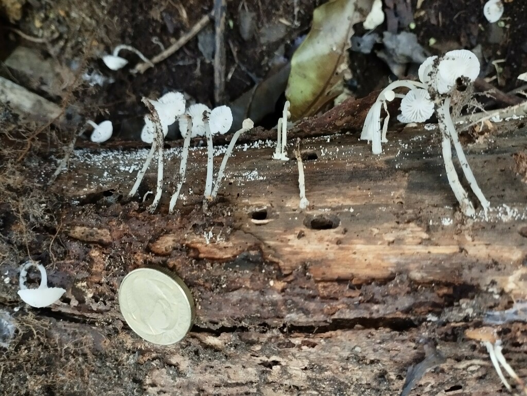 Austral Dripping Bonnet from Wilton, Wellington, New Zealand on April ...