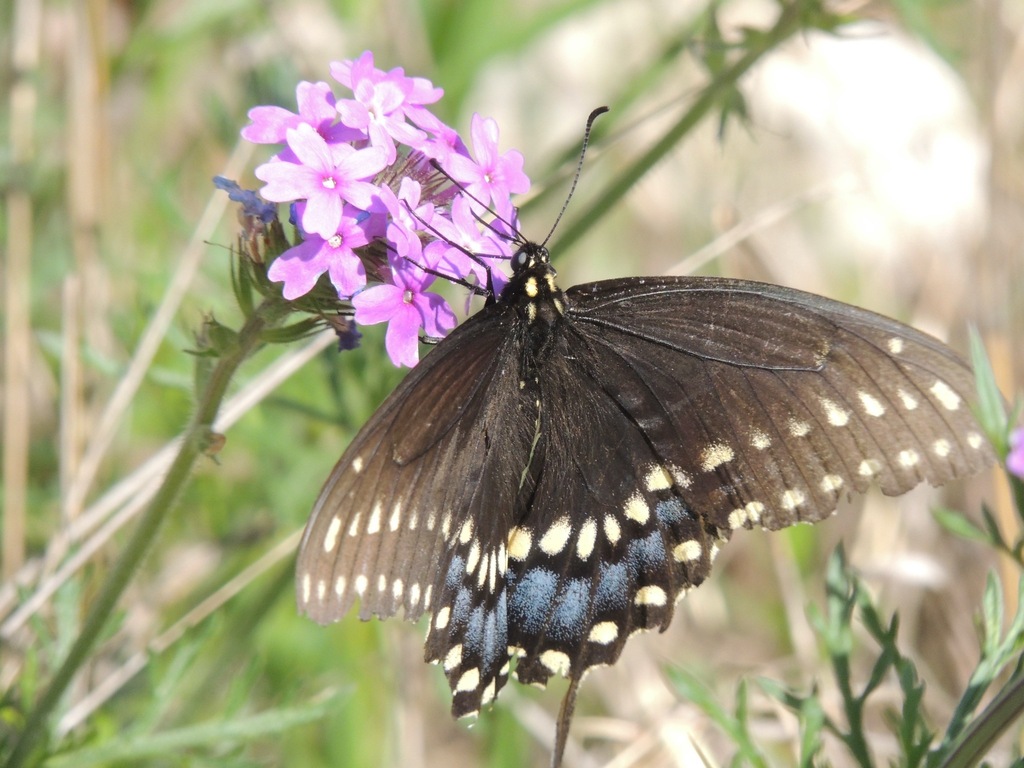Black Swallowtail from Kimble County, TX, USA on April 10, 2024 at 03: ...