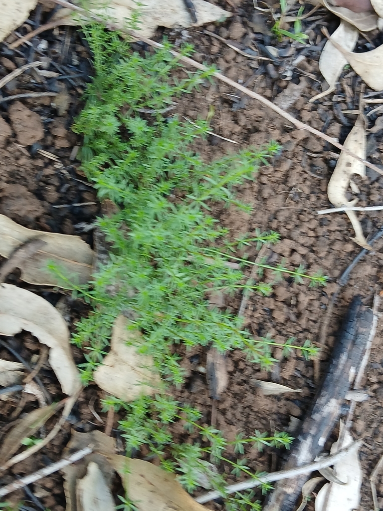 Common Woodruff from Lansdowne NSW 2163, Australia on April 27, 2024 at ...