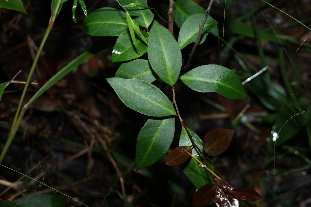 Embelia from Sunshine Coast QLD, Australia on April 27, 2024 at 07:03 ...