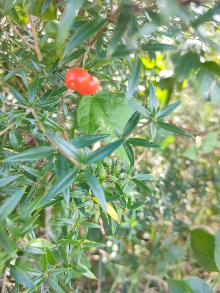 Chain Fruit from Tiaro, AU-QL, AU on April 27, 2024 at 12:49 PM by Tony ...