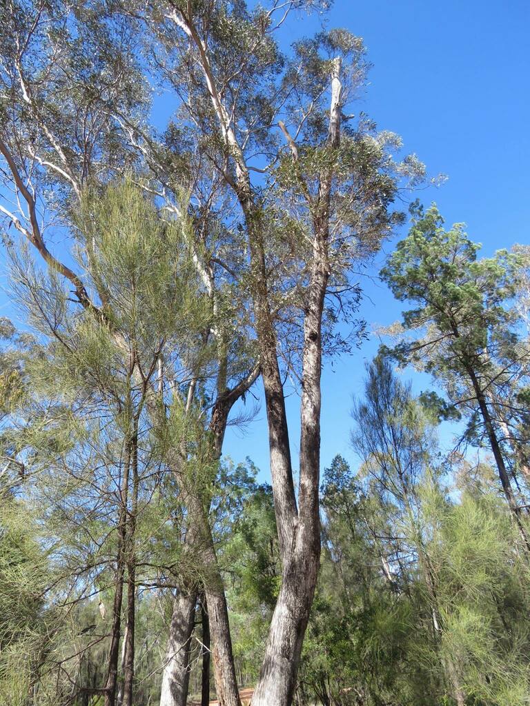 Eucalyptus woollsiana from Pilliga State Conservation Area, The Pilliga ...