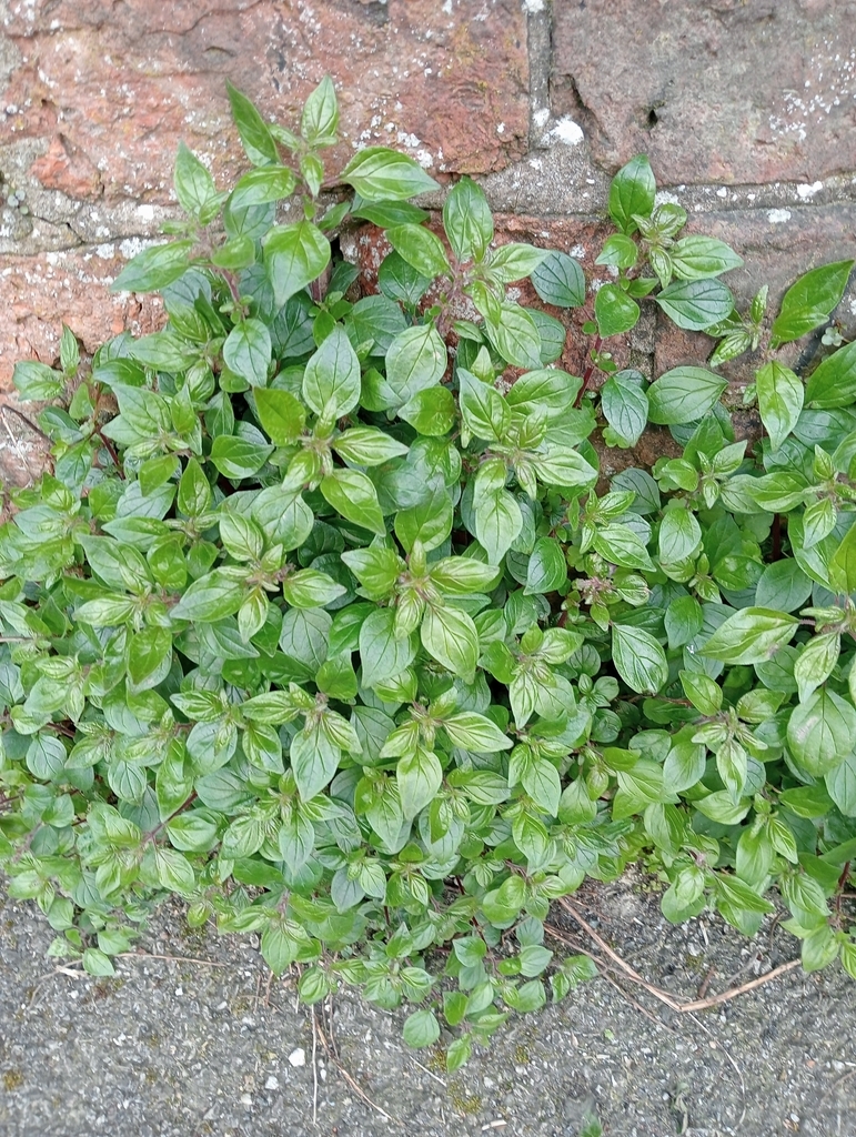 pellitory-of-the-wall from Acomb, York, UK on April 27, 2024 at 07:13 ...