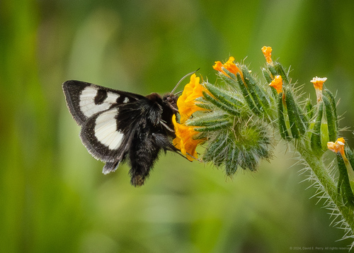 Oregon Moths 2024 · iNaturalist