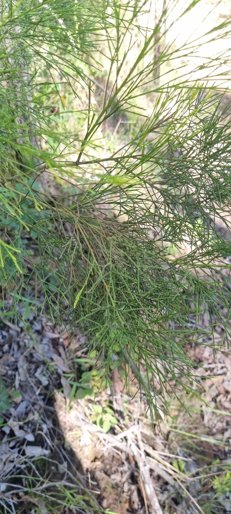 Cherry Ballart from Esk, AU-QL, AU on April 27, 2024 at 09:51 AM by murrayoke · iNaturalist