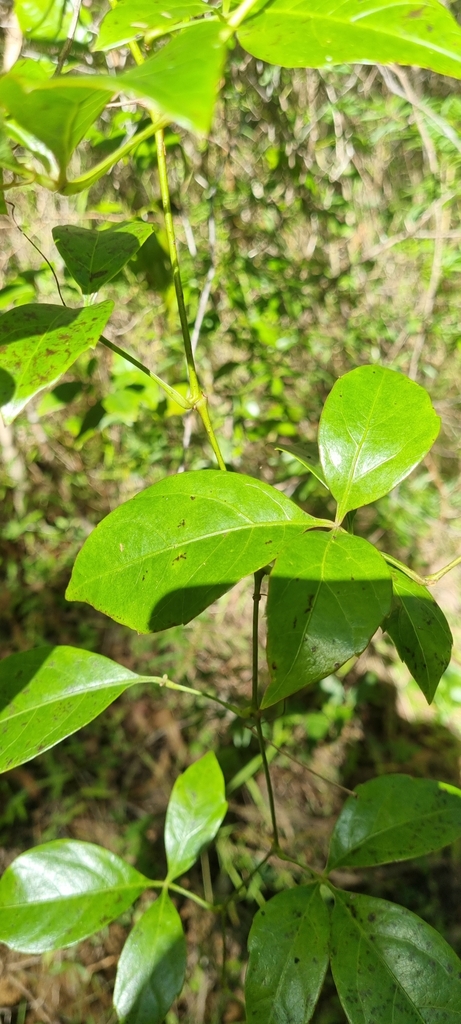 Native Grape from Esk, AU-QL, AU on April 27, 2024 at 09:58 AM by murrayoke · iNaturalist